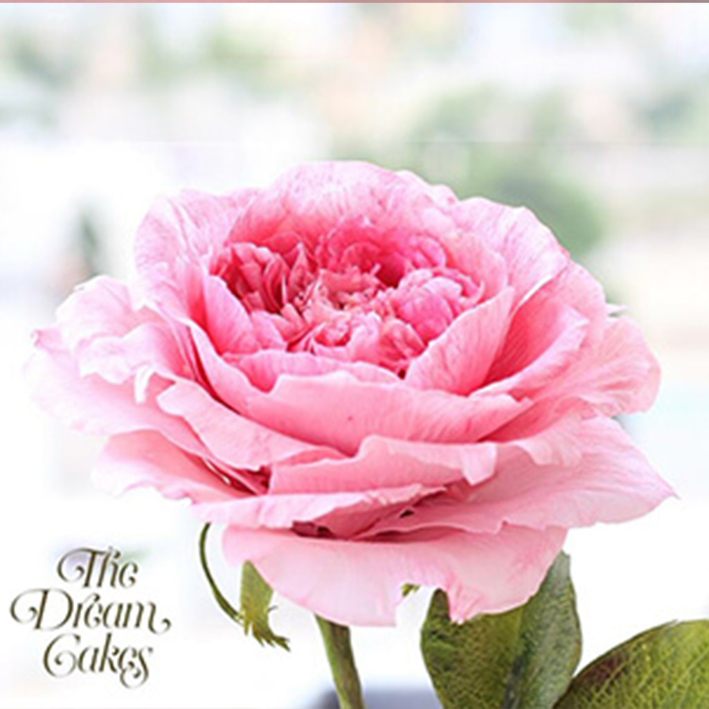 Designer Cake Boutique & Premier Cake Decorating School