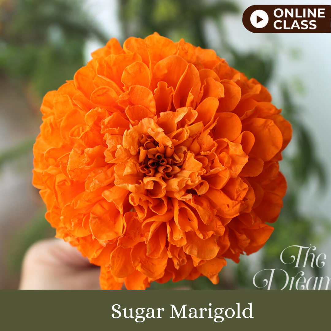 Sugar Marigold - The Dream Cakes